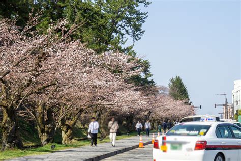 【咲き始め】弘前公園 外濠の桜の様子（2024年4月14日） 弘前さくらまつり Hirosaki Cherry Blossom Festival