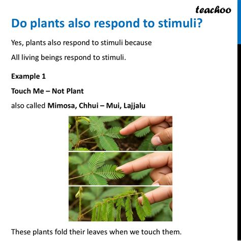 What Is Response To Stimuli With Example Class 6 Ch10 Science