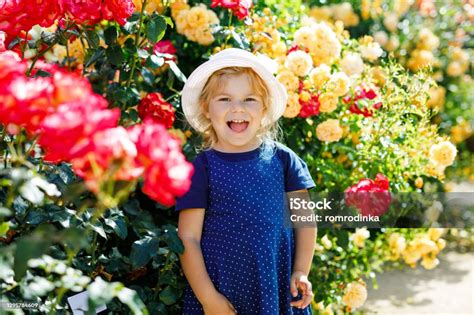 꽃 장미 정원에서 어린 유아 소녀의 초상화 귀여운 아름다운 사랑스러운 아이는 여름 화창한 날에 공원에서 장미와 꽃과 재미를 행복한 웃는 아기 공원에 대한 스톡 사진 및 기타