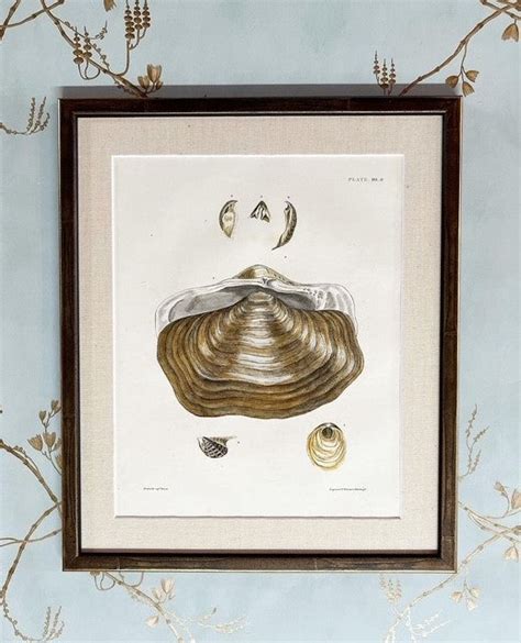 A Set Of Six Early 19th Century Hand Coloured Shell Engravings By Capt Canford And Co