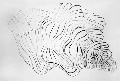 Life Drawing I Shell Contour The Sequel