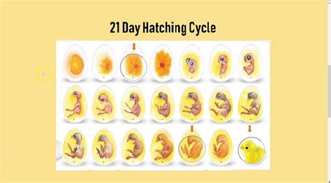 Hatching Cycle