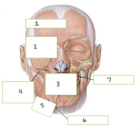 Lab Myology Muscles Of Head Neck Upper Limb Flashcards Quizlet