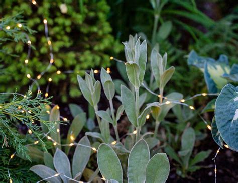 Садовая гирлянда Solar РОСА на солнечной батарее 100 тёплых белых микро Led огней 5 2 м