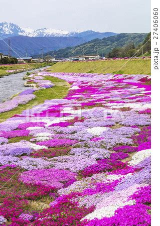 信州長野県大町市春農具川の岸辺の芝桜 信州の風景 楽天ブログ