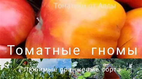 🍅 Планы на сезон 2024 #гномы Жёлтые, оранжевые, биколоры #томаты - YouTube