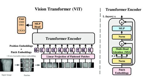Original Pure Vision Transformer Vit Model [2] Adapted For Vascular Download Scientific