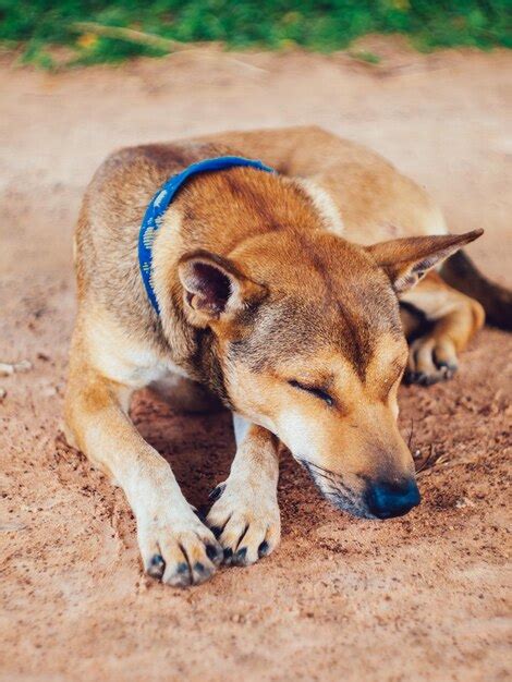 Premium Photo Dog Relaxing On Field