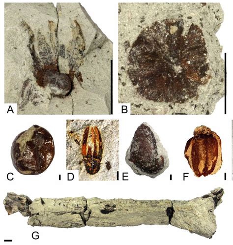 ¿qué Es La Paleontología Portal De Cultura De Castilla La Mancha