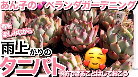 330🌸雨が多い季節はカビ予防に枯葉ジュレ葉とり🌱 ️【多肉植物】【ベランダ多肉】【ガーデニング】 Youtube