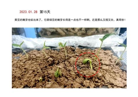 万物复苏必有时疫去安来春可期初一生物寒假实践作业展示 盐城市鹿鸣路初级中学