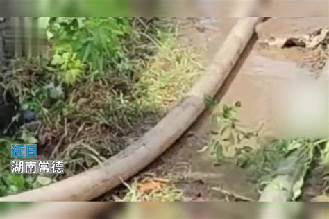 湖南狗狗进入火场找同伴，消防员秒懂，果然在附近又救出一只小狗同伴火场狗狗