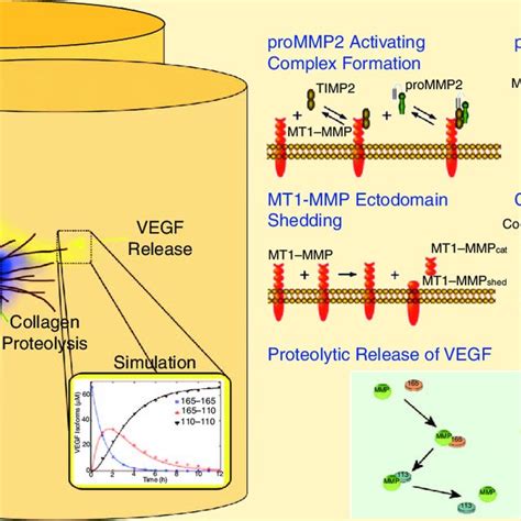 Schematic Showing The Existing Integrative Mmp Models As Applied To Download Scientific