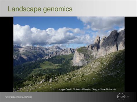 Ppt Genomics In Tree Breeding And Forest Ecosystem Management