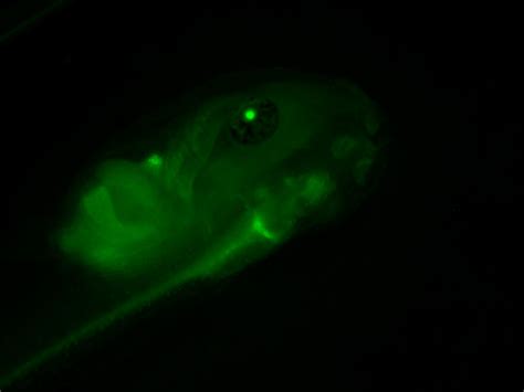 81 Prx1 Gfp Xlatgmmuprrx1gfpamaya