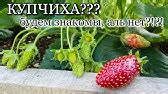 У земклуники «Купчиха» одни достоинства и нет недостатков. - YouTube