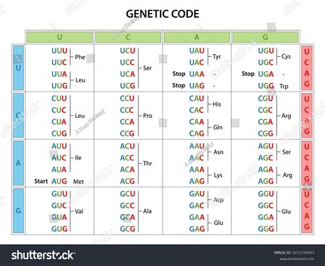 Genetic Code Table Full Set Relationships Stock Vector Royalty Free