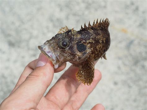 グアムカサゴとサンゴカサゴ WEB魚図鑑