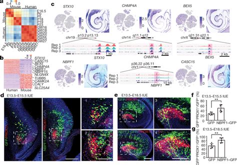 Specific Genes Expressed In The Human Developing Hippocampus A Download Scientific Diagram