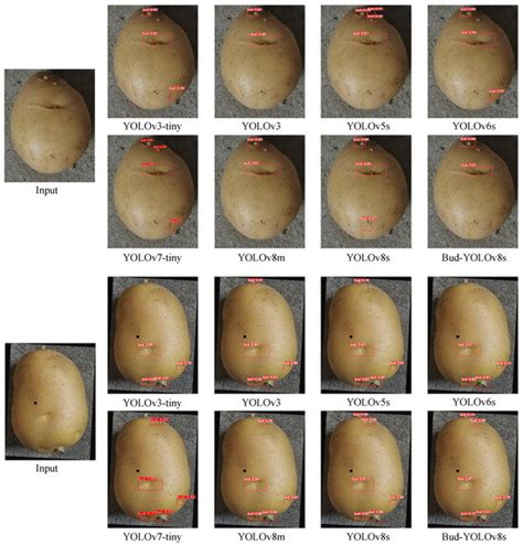 Bud Yolov8s A Potato Bud Eye Detection Algorithm Based On Improved Yolov8s