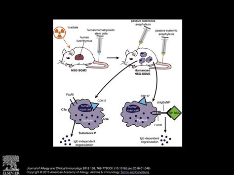 Humanized Mouse Model Of Mast Cellmediated Passive Cutaneous