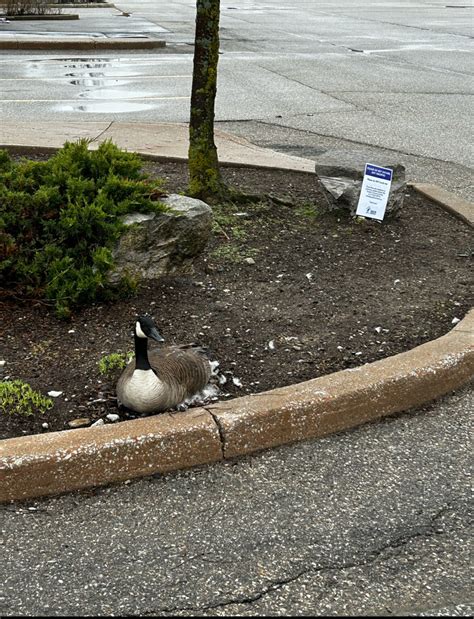 Guelph Humane Urges Residents To Use Caution Around Nesting Geese