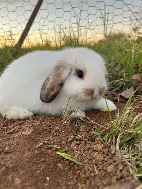 Adorable White Rabbit