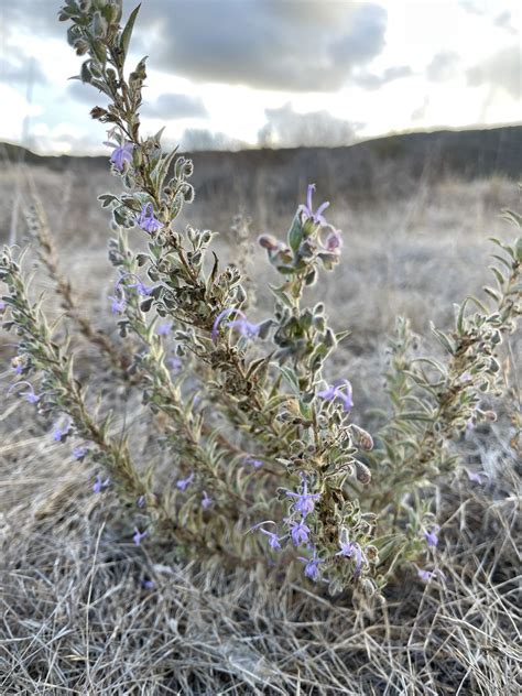 方舟子 On Twitter 今日所见野花：圣地亚哥花环草san Diego Wreath Plant、醋草vinegar Weed