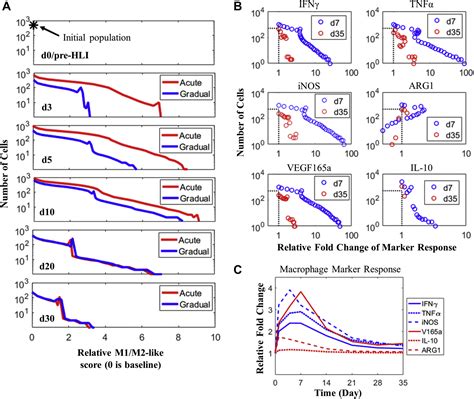 Dynamic Multiscale Regulation Of Perfusion Recovery In Experimental Peripheral Arterial Disease