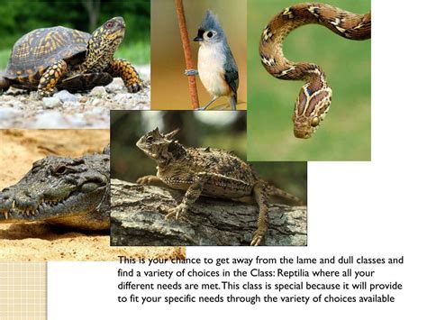 Ppt Class Reptilia Powerpoint Presentation Free Download Id 2162121