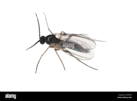 Winged Bug Monster