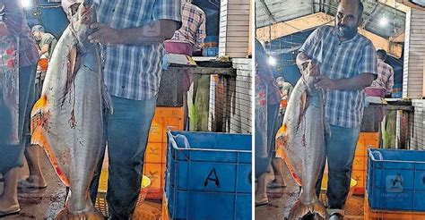 വമ്പൻ ഫിഷിങ് രാജേഷിന്റെ ചൂണ്ടയിൽ കുടുങ്ങിയത് ആസാം വാള 162 കിലോഗ്രാം