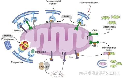 一文读懂线粒体自噬机制 知乎