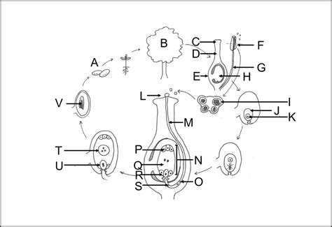 Angiosperm Lab Fig 9 5 Pt 1 Diagram Quizlet