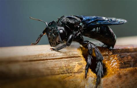 How To Get Rid Of Carpenter Bees Using WD The News God