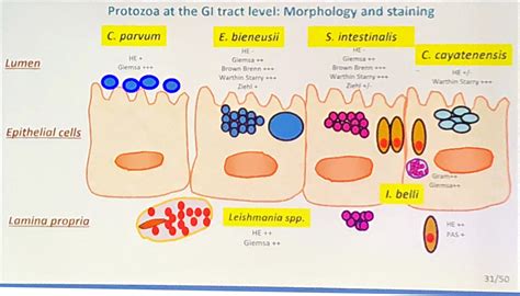 Isospora Belli Life Cycle