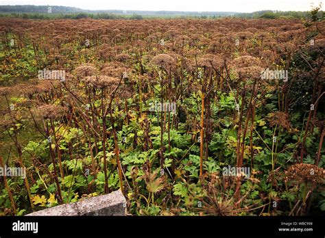 Dangerous Invasive Plant Parsnip Sosnowski Gwowing In Large Groups That Form Bushes And Forests