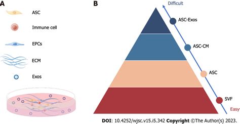 The Culture And Classification Of Adipose Derived Stem Cells And Their