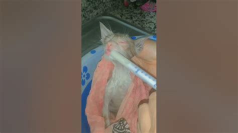 وجدت قطة بالشارع مسكينة اخدتها ونضفتها واكلت لكن عيونها مريضة