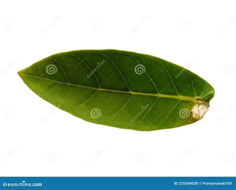 Leaf Or Leaves Isolated On White Background Calotropis Gigantea Leaves