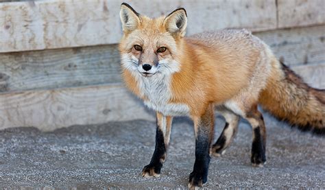 Fox Sightings Clifton Mill