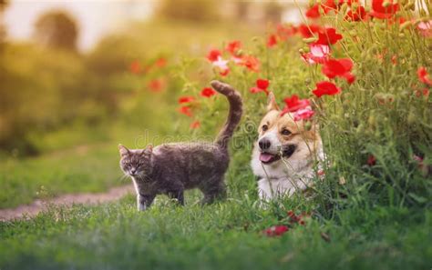 狗和条纹猫坐在阳光明媚的夏日花园里床上放着红色的花罂粟 库存照片 图片 包括有 纯血统 宠物 195327266