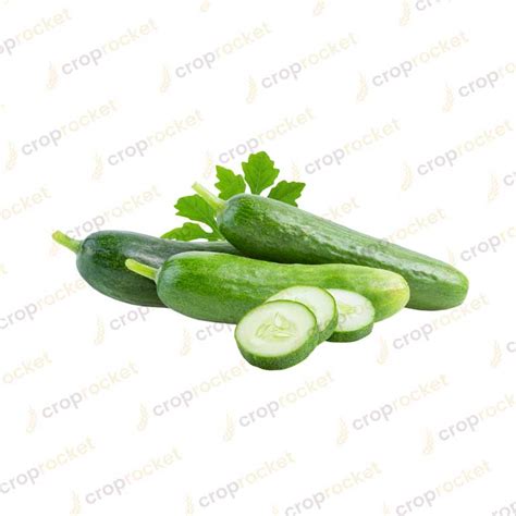 Cucumber Croprocket Limited