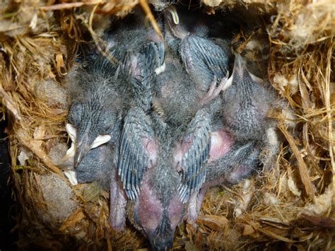 From Bluebirds To Turtles A Brown Headed Nuthatch Nest