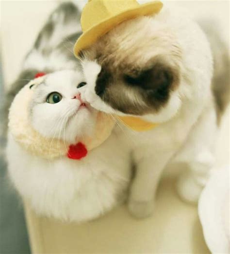 Cute Cats Playing With Hats