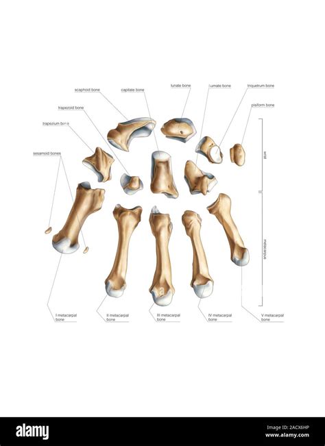 Illustration Of The Bones Of Wrist And Metacarpus This Dorsal View