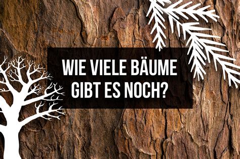 Wald in Zahlen Wie viele Bäume gibt es auf der Erde Wie viele werden