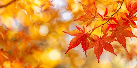 추상적 배경 디자인 이미지 유성 페인트의 벽지가 빨간색 파란색과 노란색으로 튀었습니다 작성자 Zenith Ai 생성 추상적 인 배경 유성 페인트가 튀다 빨강 파랑 노랑