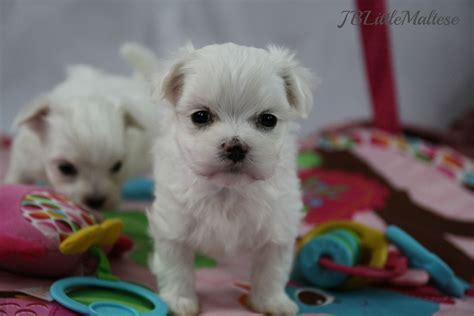 Maltese Puppy