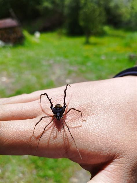 Sadocus Asperatus From San Juan De La Costa Los Lagos Chile On October 30 2022 At 05 30 Pm By